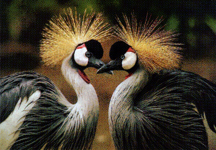 KCTP F20-F30 Comparison - Kent